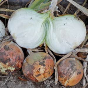 Купить Панчер F1 - лук репчатый, 100 000 семян, (Lark Seeds), цена ...
